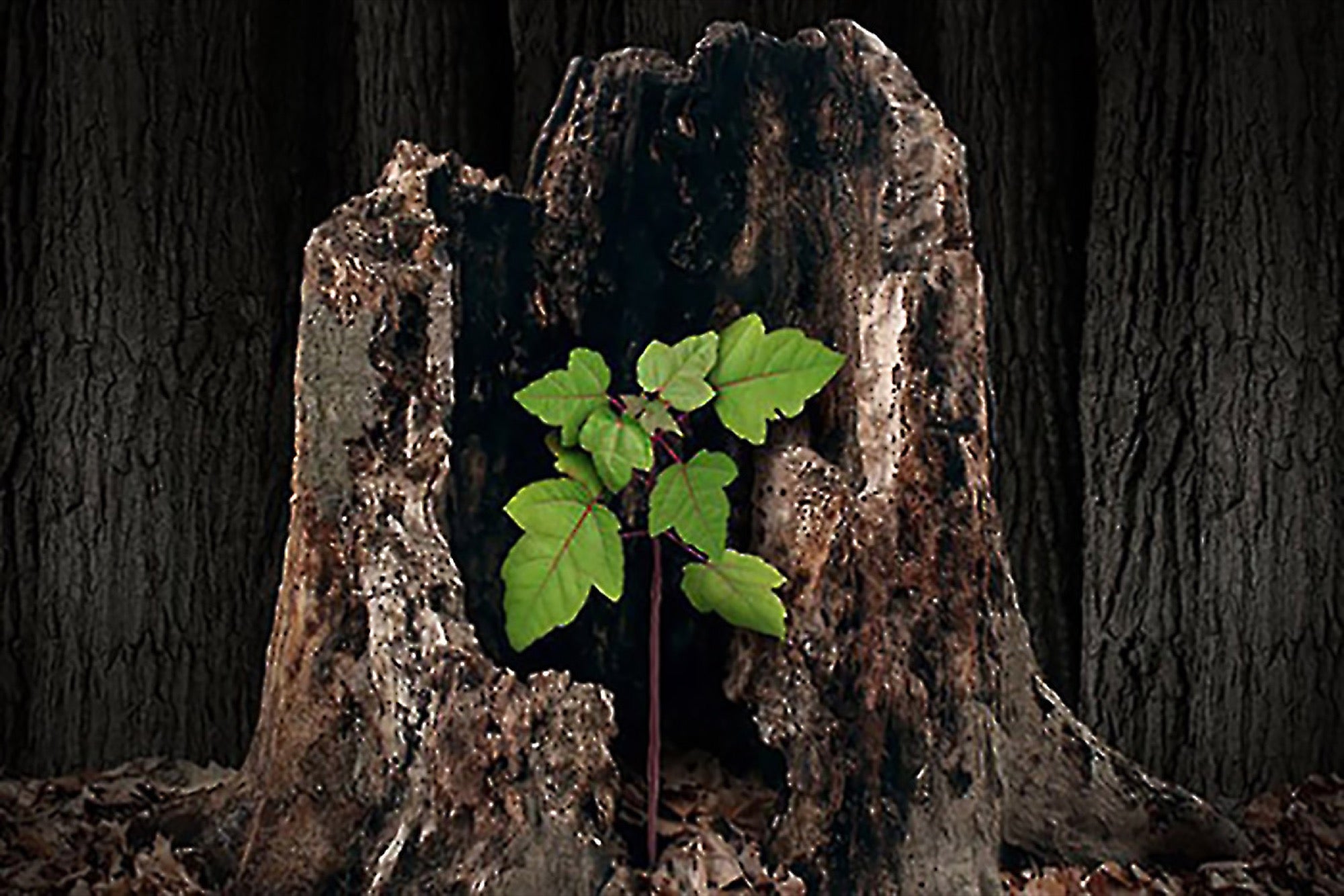 Reviving Your Brand to Save Your Business | Entrepreneur