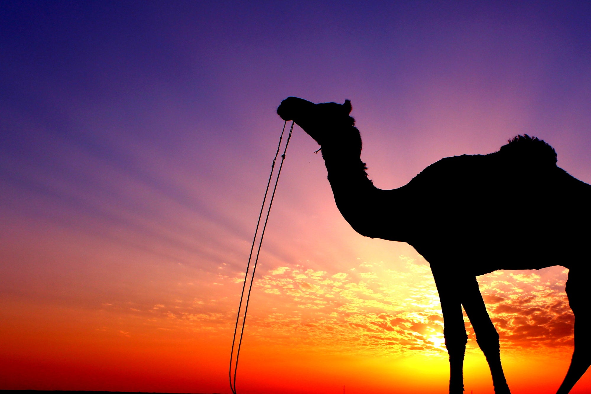 'Camel Startups' Put a High Value on the Quality of Their Products ...