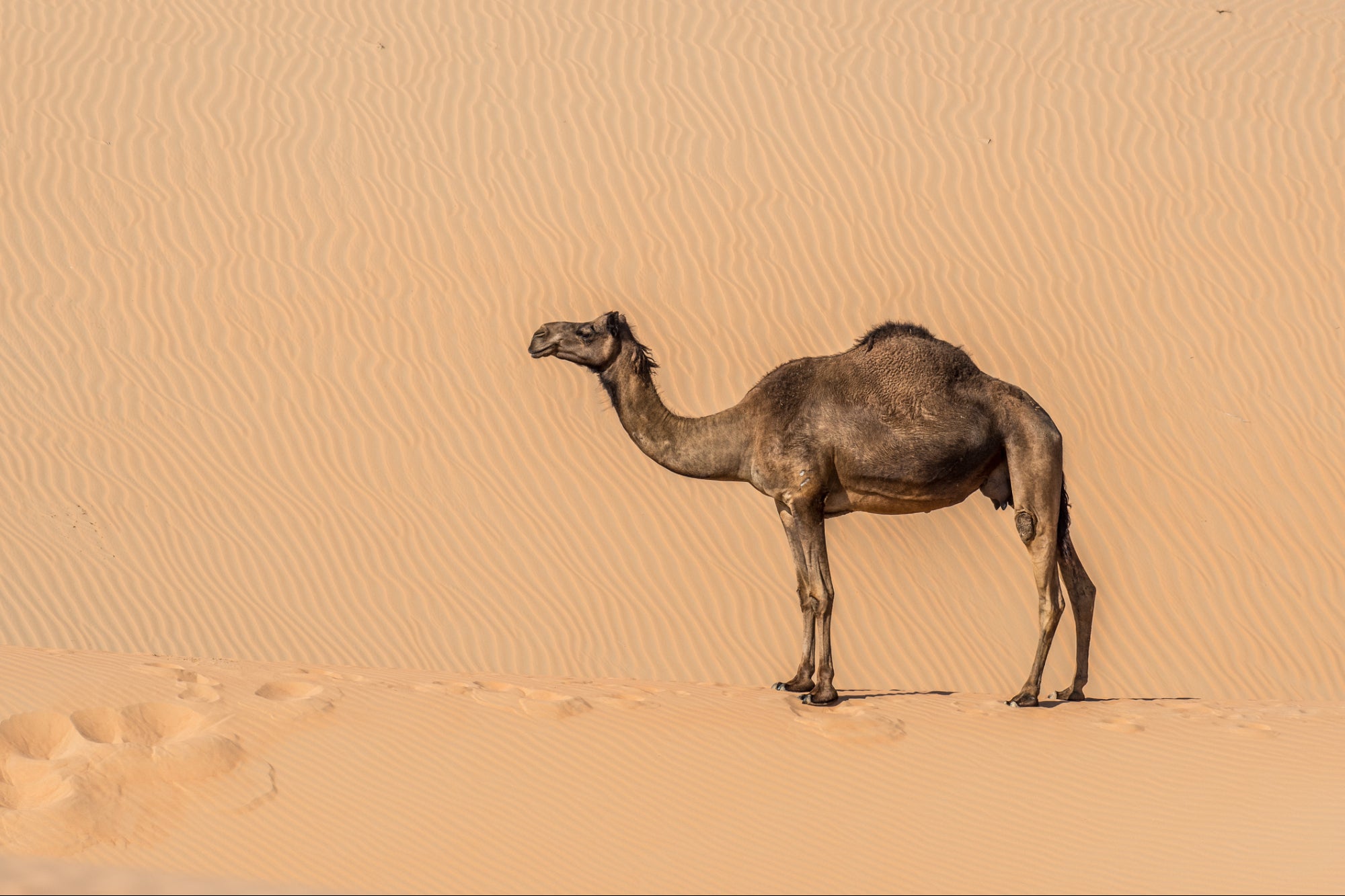 Consider the Camel: 3 Ways to Build a Resilient Business | Entrepreneur