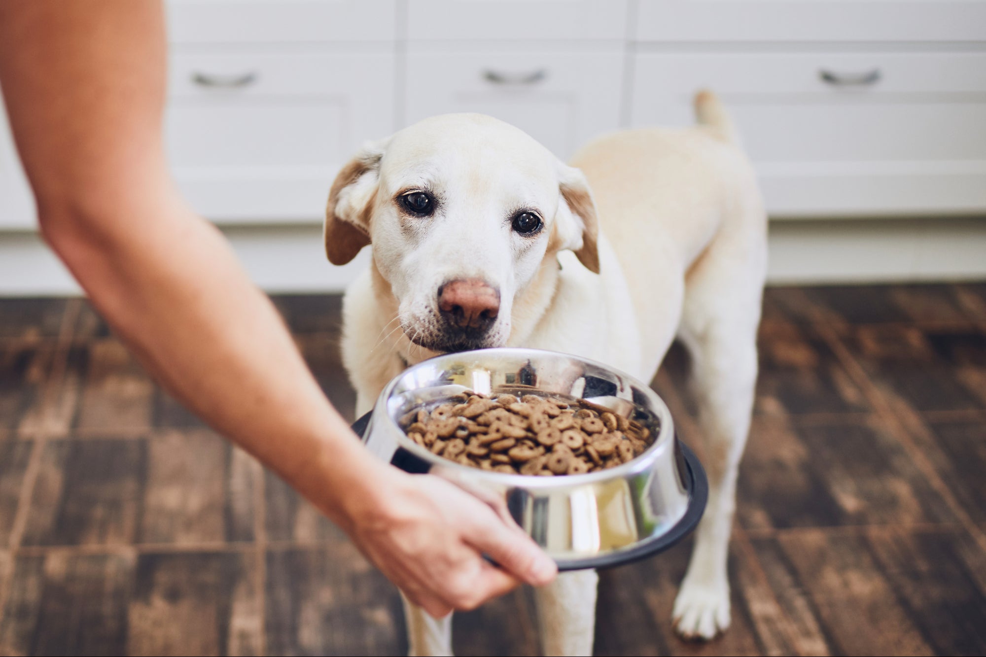 Pet Food Near Me Open Anna Blog Pet Food Near Me Open Anna Blog