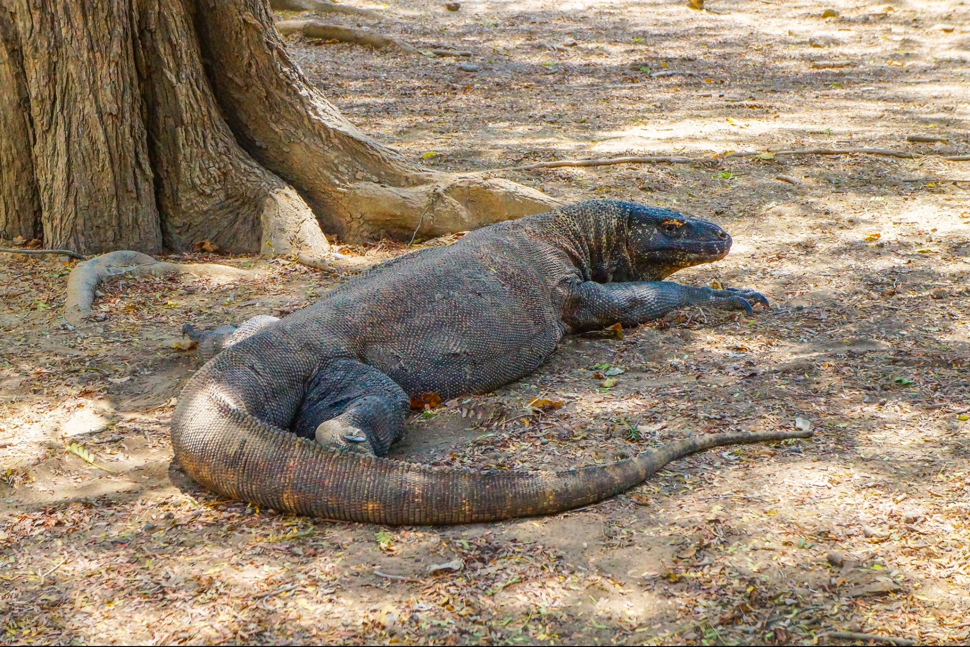 6-Foot Lizard Wreaks Havoc in Godzilla-Like Fashion at a 7-Eleven ...