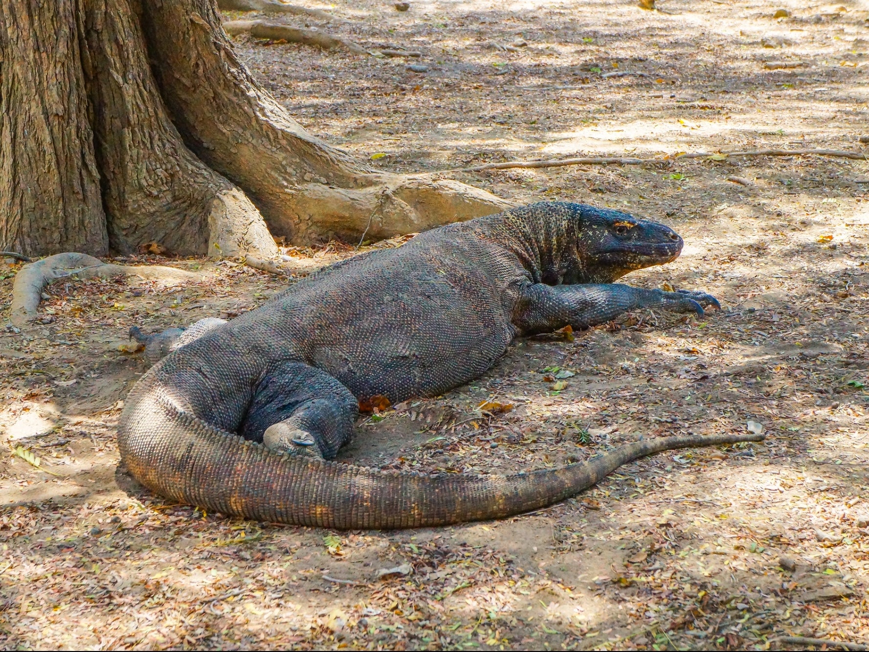 7 Foot Asian Water Monitor Lizard
