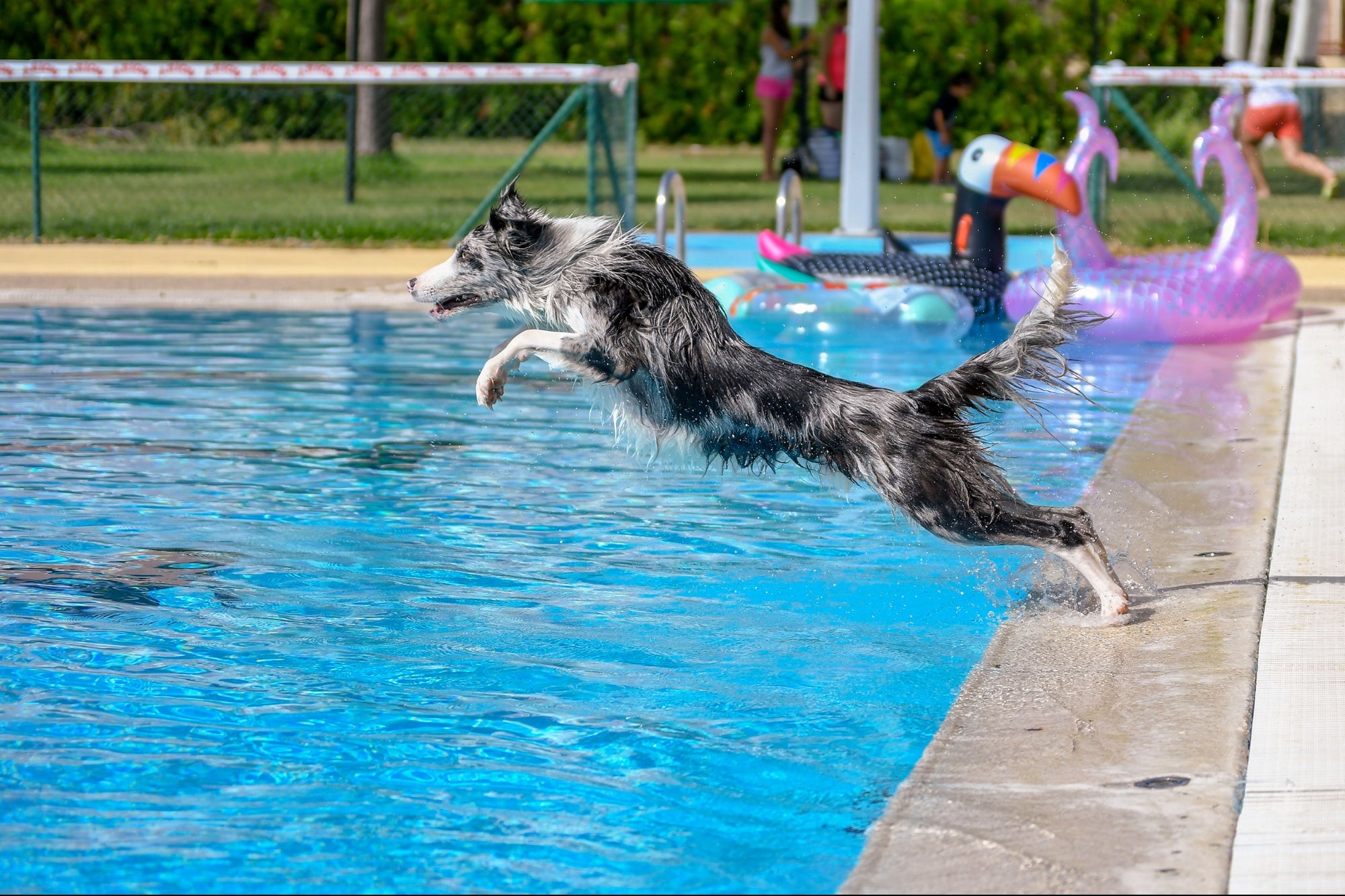 Dog Rescues Drowning Puppy in 'Amazing' Video: 'We Don't Deserve Dogs ...