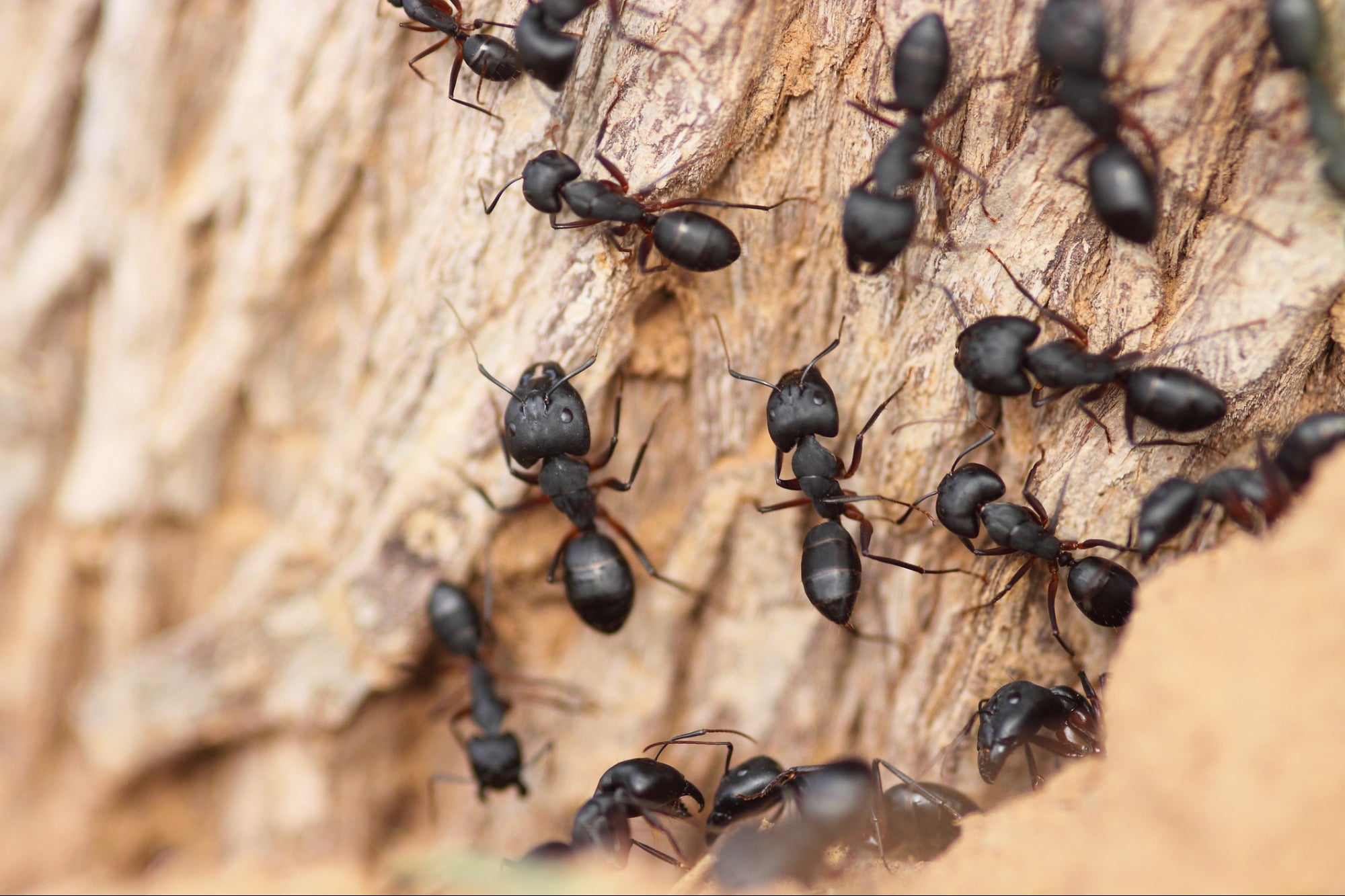An Ant Colony Is the Perfect Metaphor for the Economy. Here's What Else ...