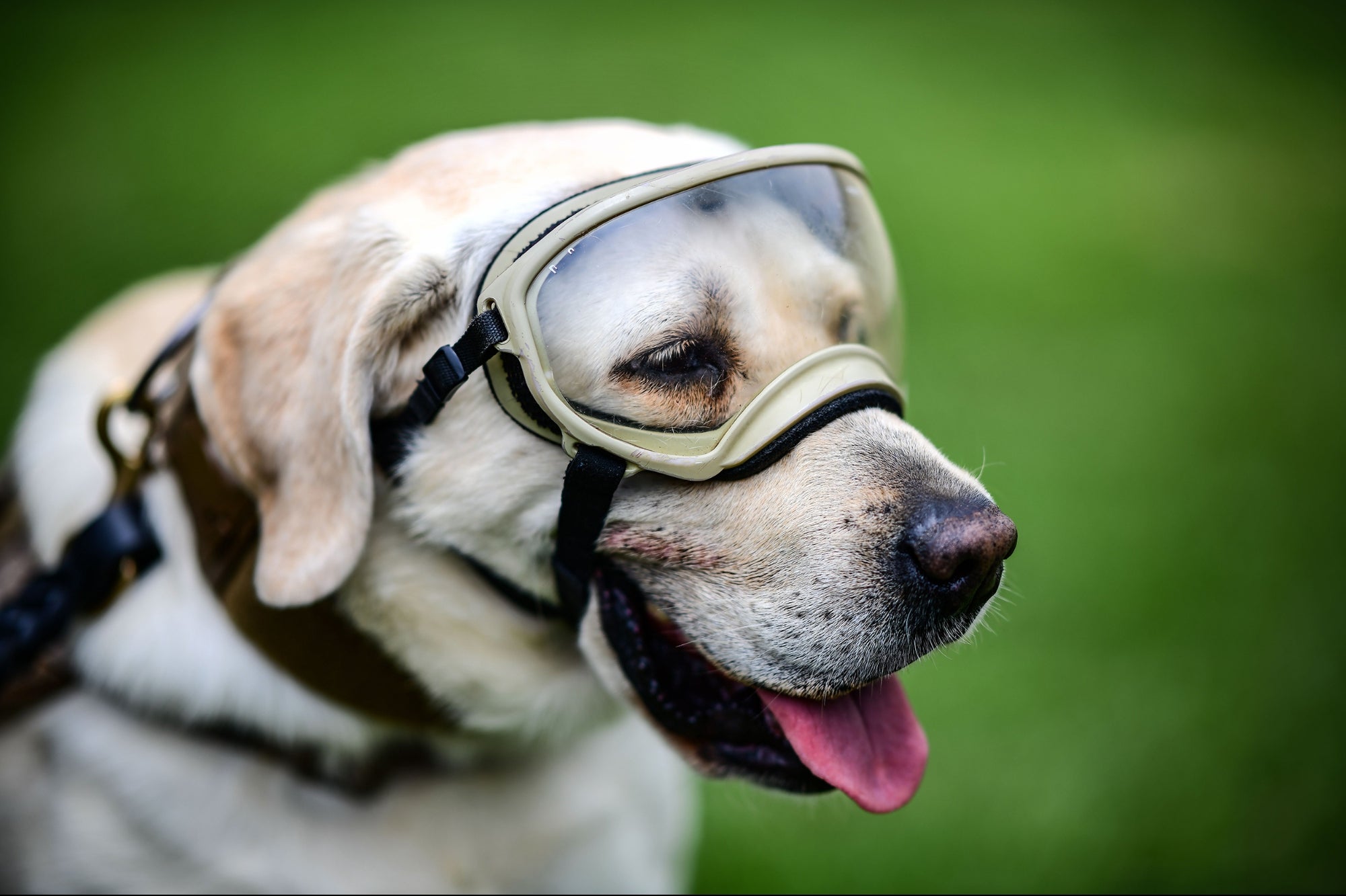 Frida, the emblematic Mexcian rescue dog, is sick | Entrepreneur