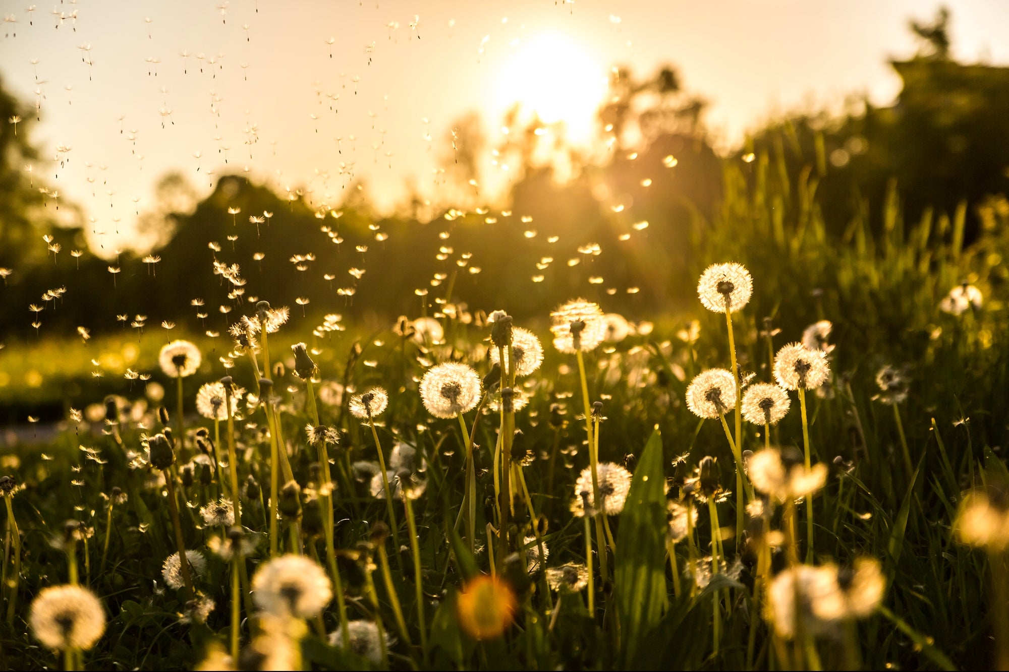 3 Ways To Plan For The Future Avoid Getting Caught In The Weeds 3 Ways To Plan For The Future Avoid Getting Caught In The Weeds