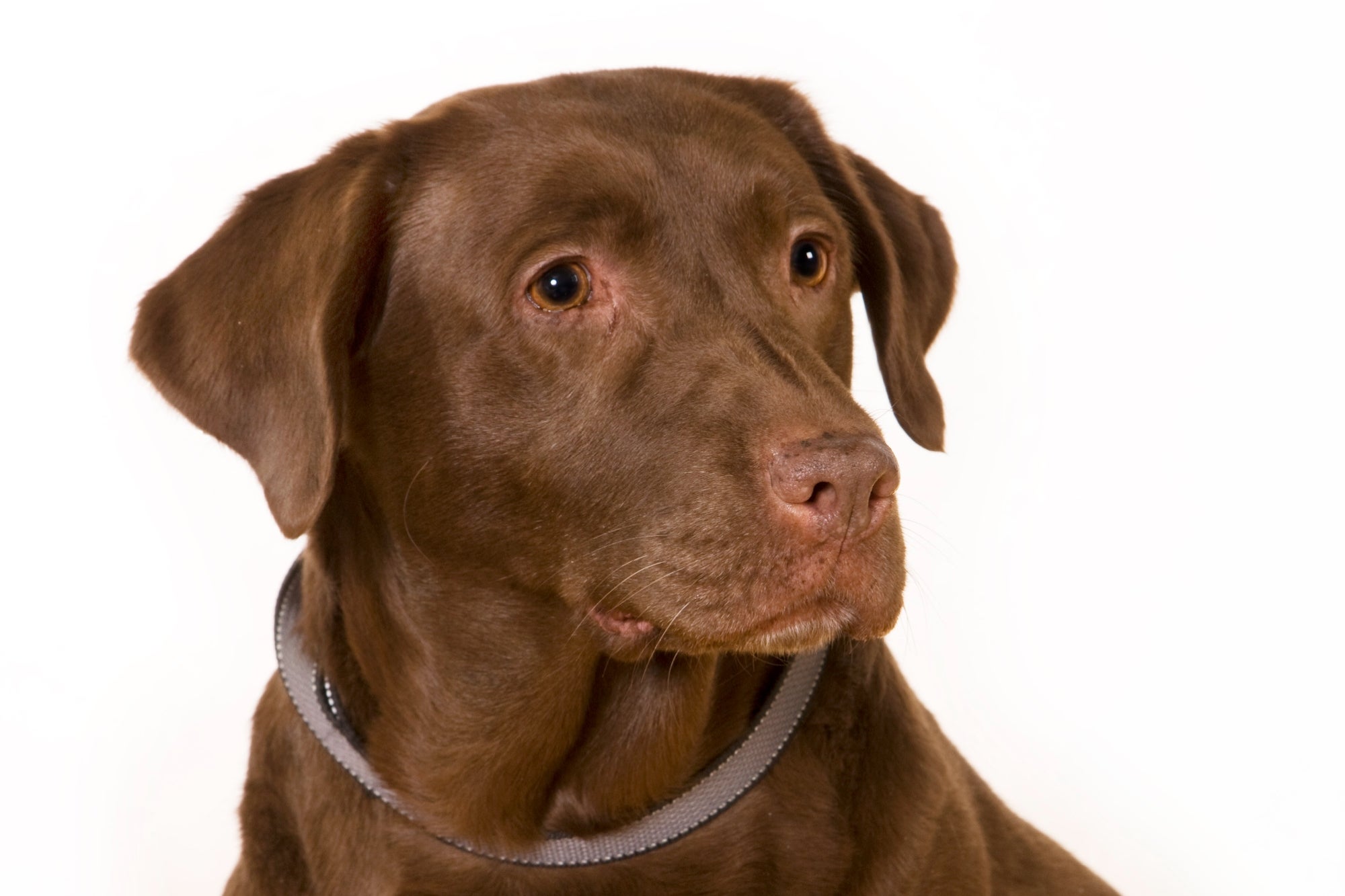 Austin-Based Labrador Retriever Pays the Rent By Being Cute | Entrepreneur