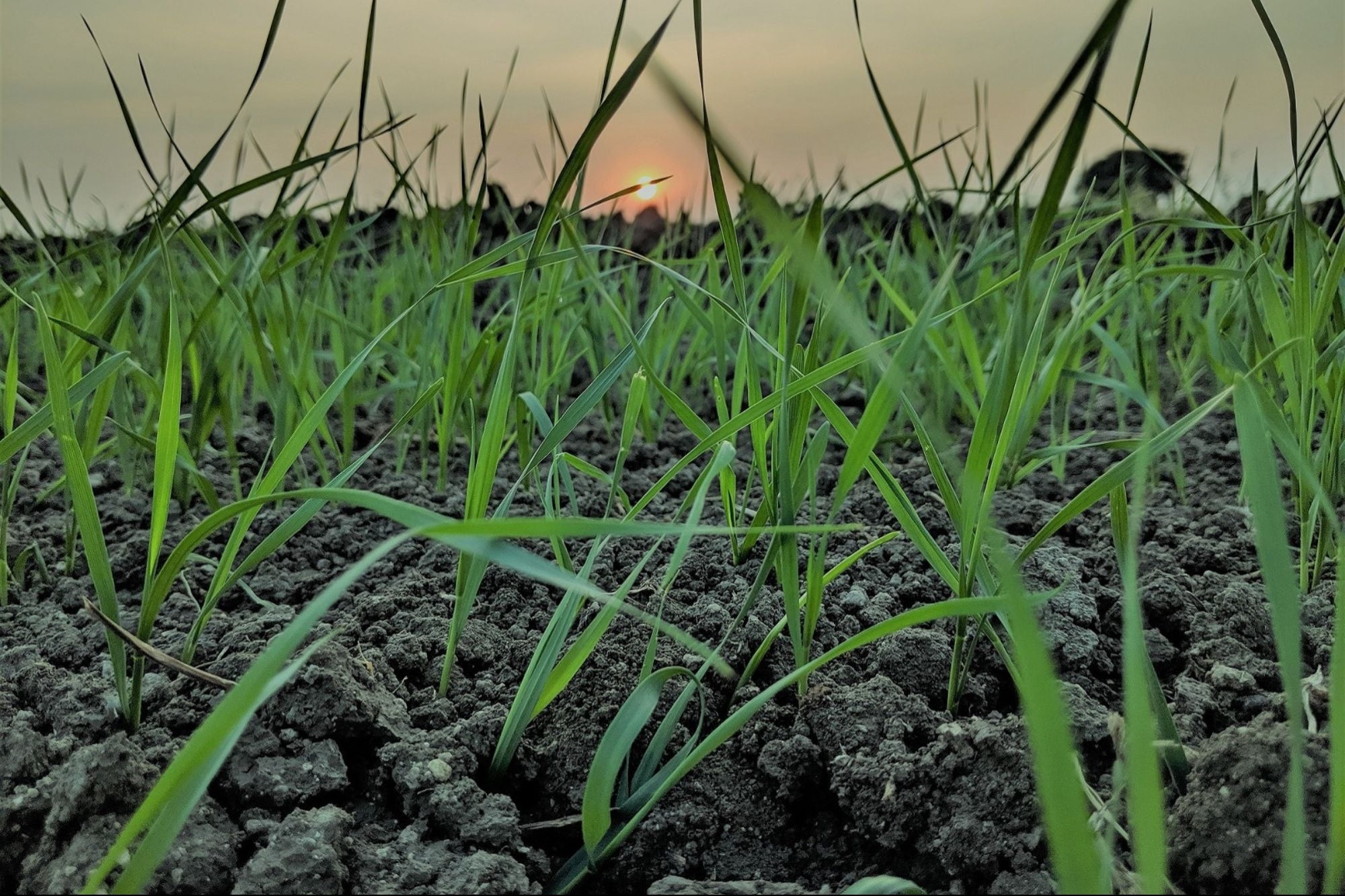 Carbon Farming Startup Grow Indigo Secures $6 Million Funding ...