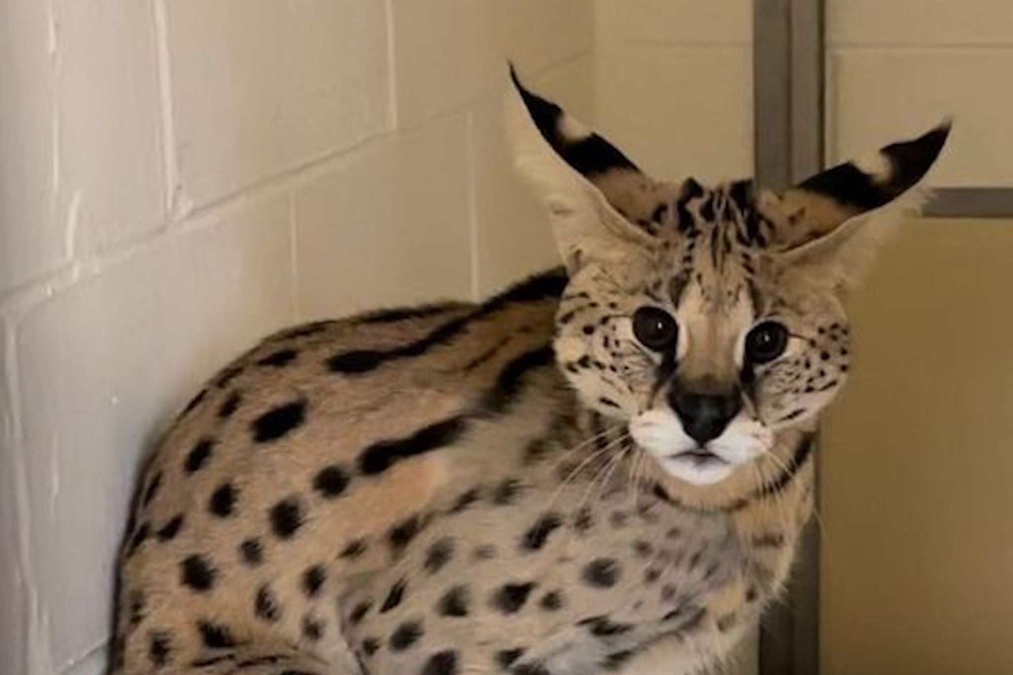 The 'Cocaine Cat' Is Recovering at Cincinnati Zoo | Entrepreneur