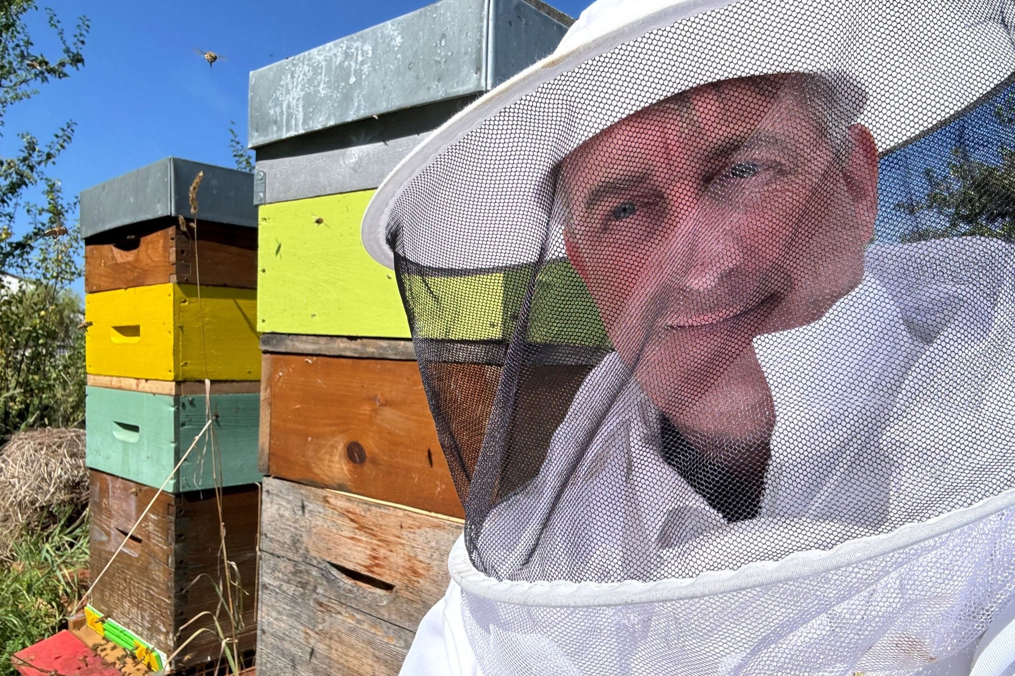 Don't be as busy as a bee! Lessons from nature | Entrepreneur