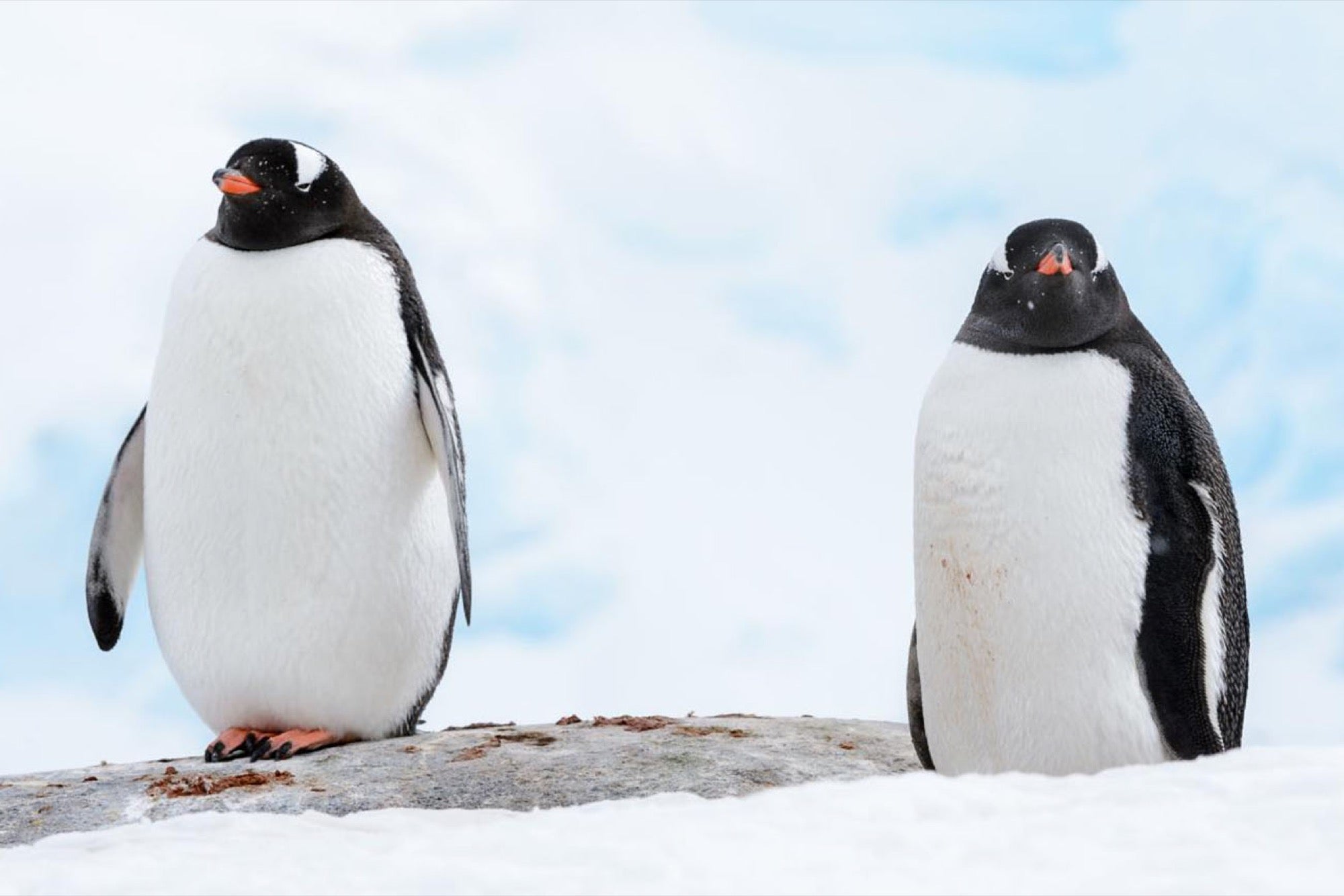 What You Need to Know About Google's Penguin 3.0 | Entrepreneur