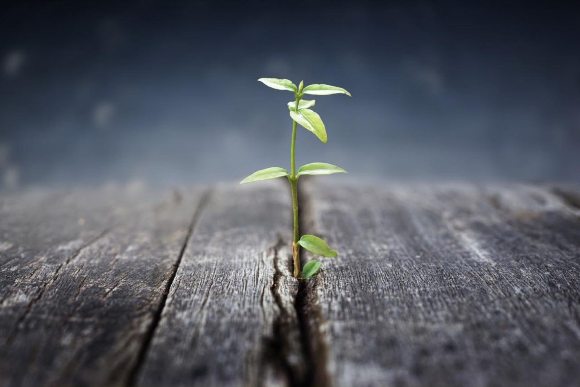 Consider These 10 Strategies When Preparing to Grow Your Company ...