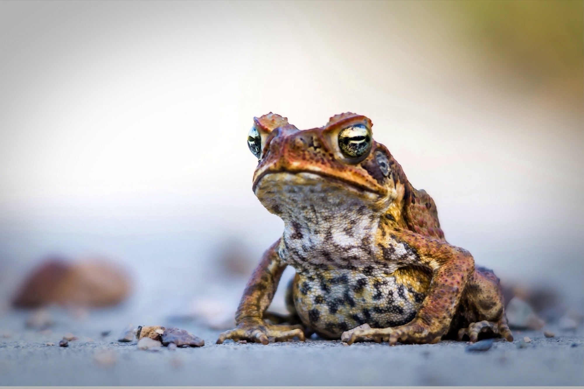 Don't Be a Networking Frog | Entrepreneur