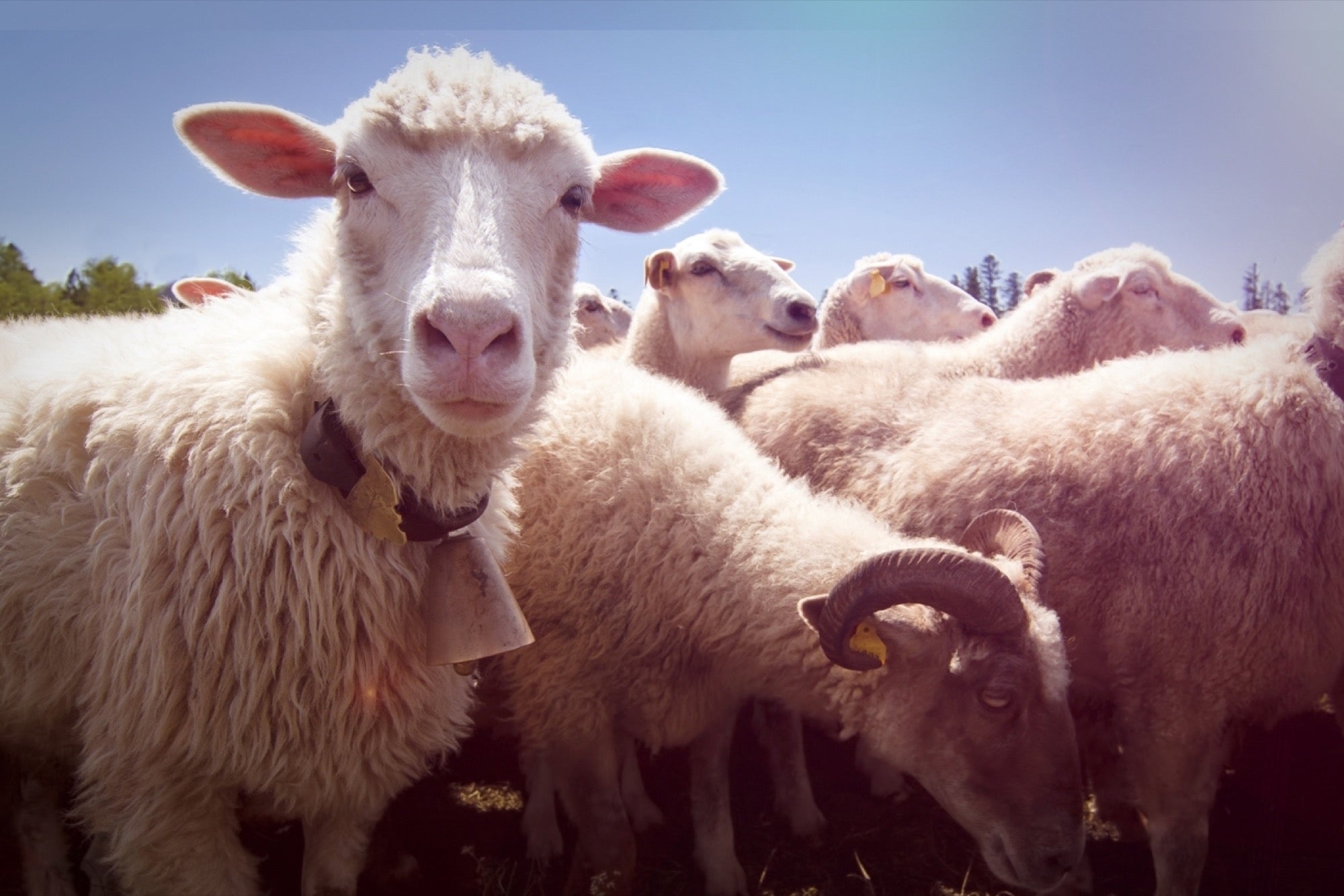 Your Value Soars When You Separate From the Herd | Entrepreneur