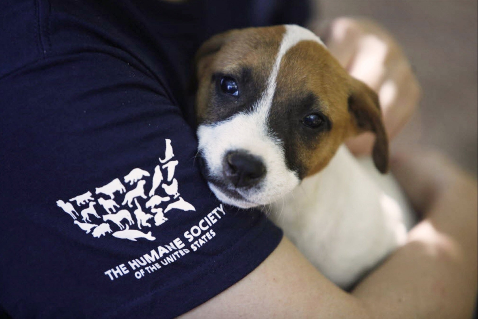 Meet Goodshop Sunday, the Event That's Trying to Squeeze Between Black ...