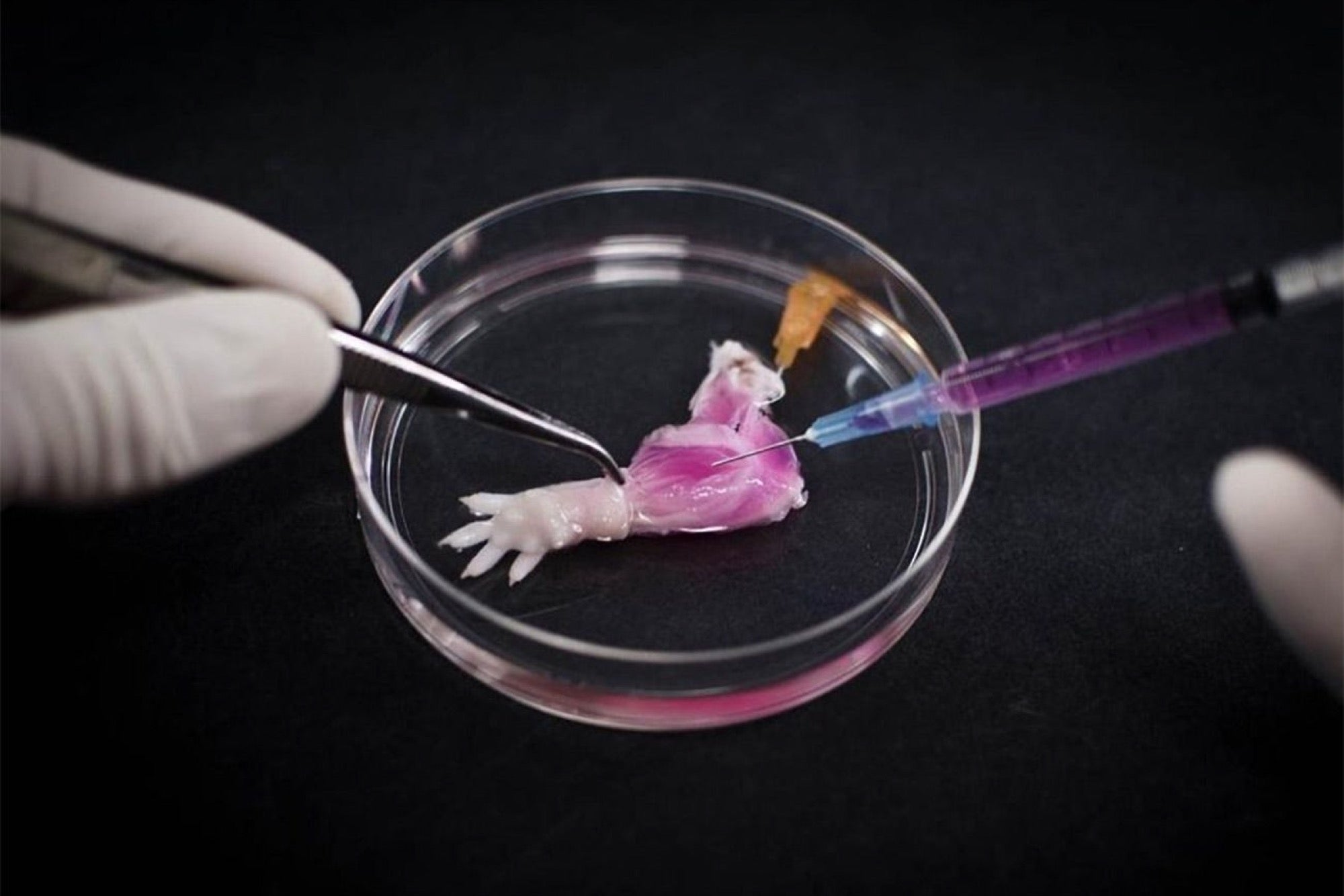 How Tiny Lab-Grown Innovations Are Making a Major Impact in Medicine ...