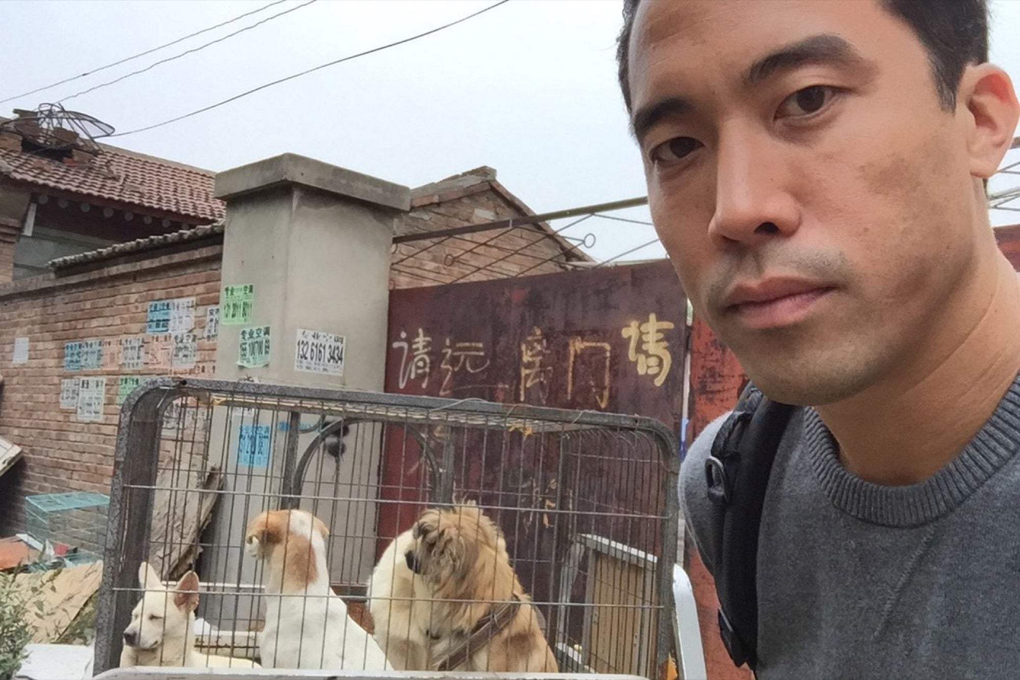 This Entrepreneur Goes Undercover to Rescue Dogs From Torture in Asia ...