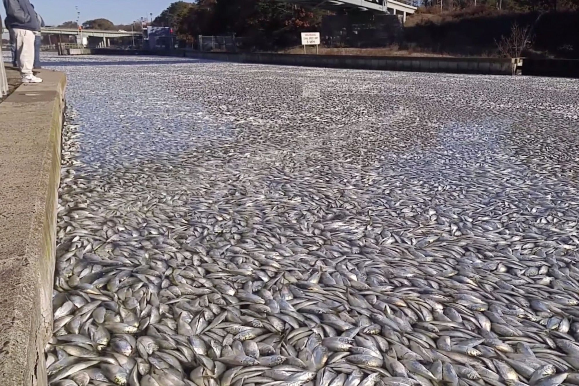 Watch: Insane Amount of Fish Found Dead on Long Island | Entrepreneur