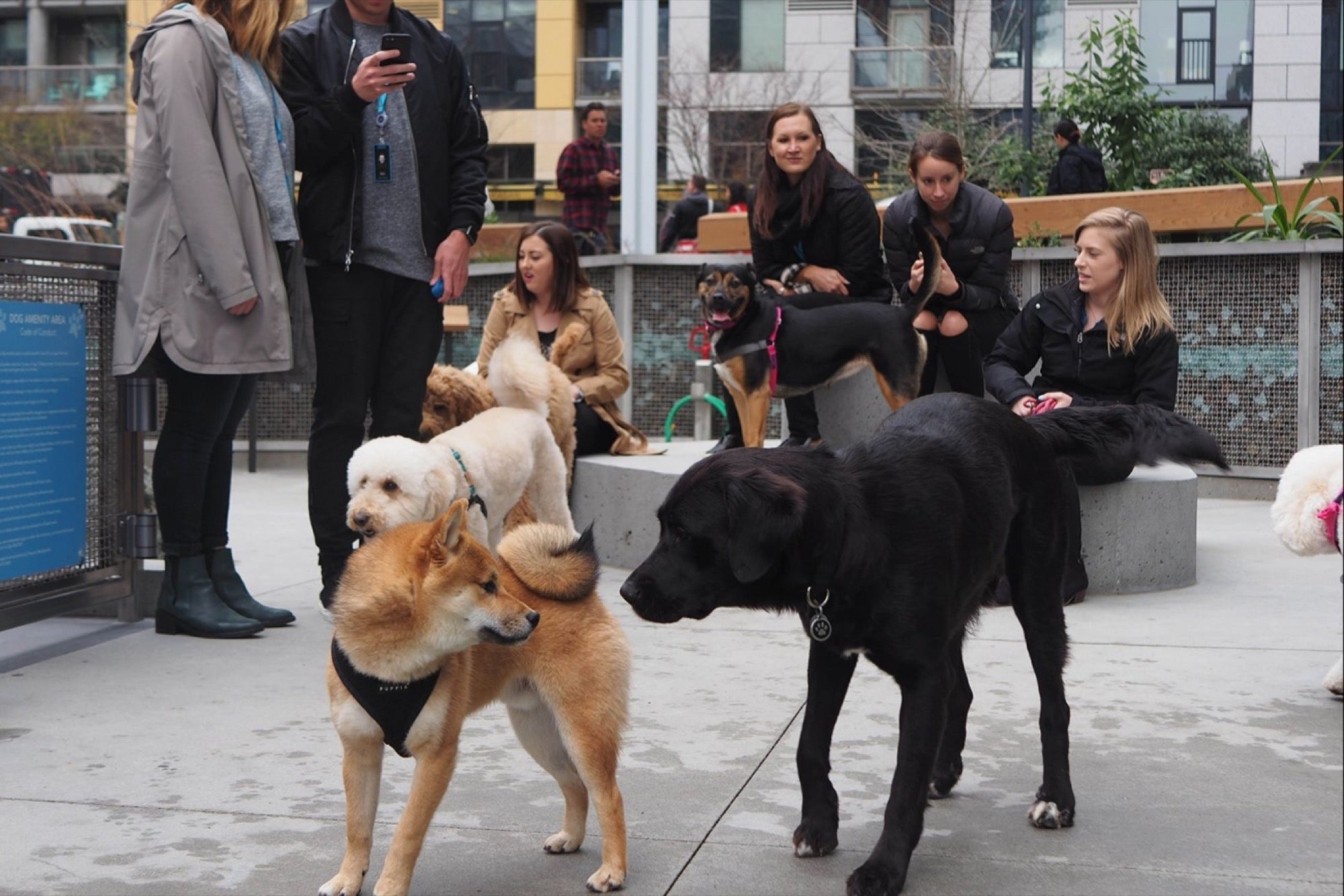 Amazon Opens Up Dog Park for Its 2,000 Office Pups | Entrepreneur