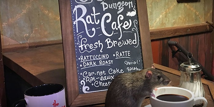 New Pop-up Restaurant Is a Rat Cafe That Features Real Rodents