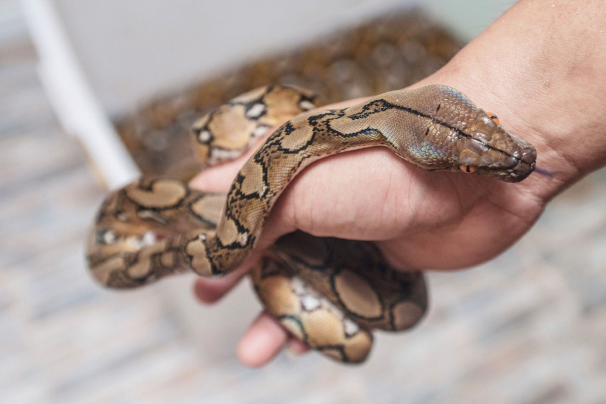 Watch This Woman Calmly Capture a Wild Python at Her Office | Entrepreneur