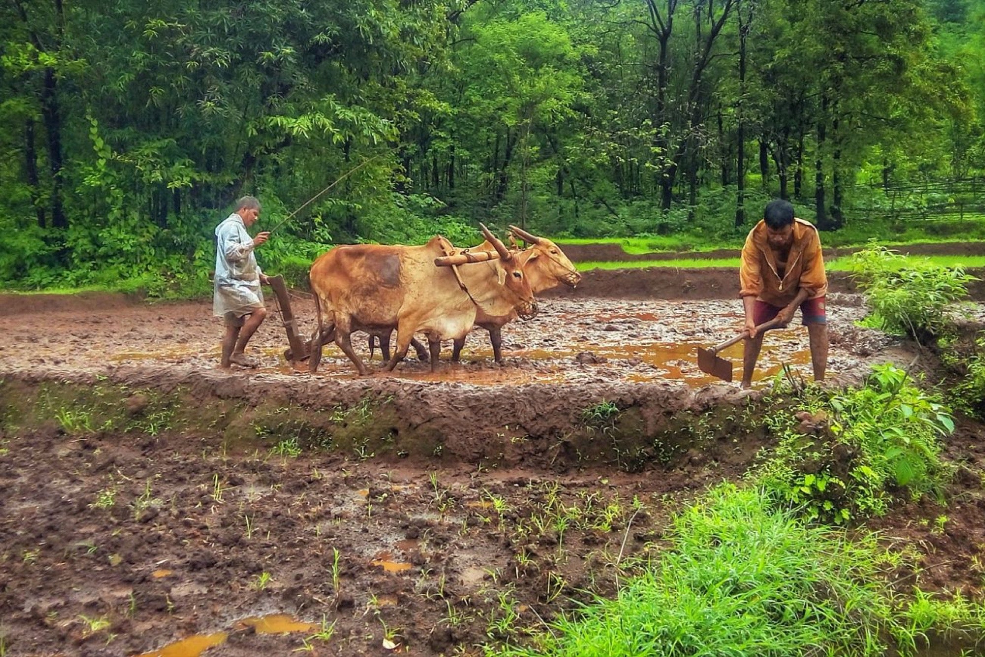 How Technology can Help Farmers Overcome Irrigation-related Problems ...