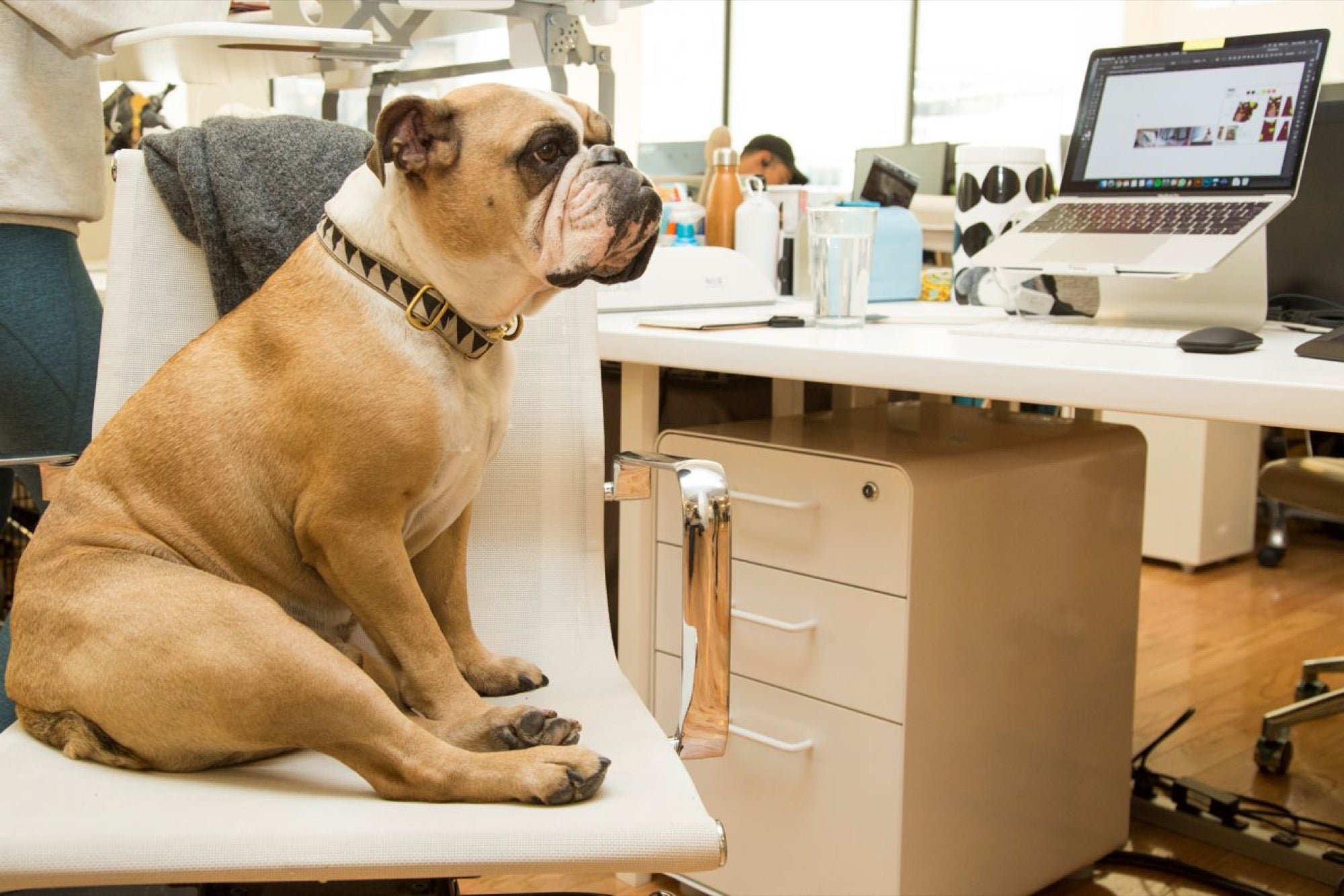 Tour the Offices of the Makers of BarkBox, Where Humans Work and Dogs ...