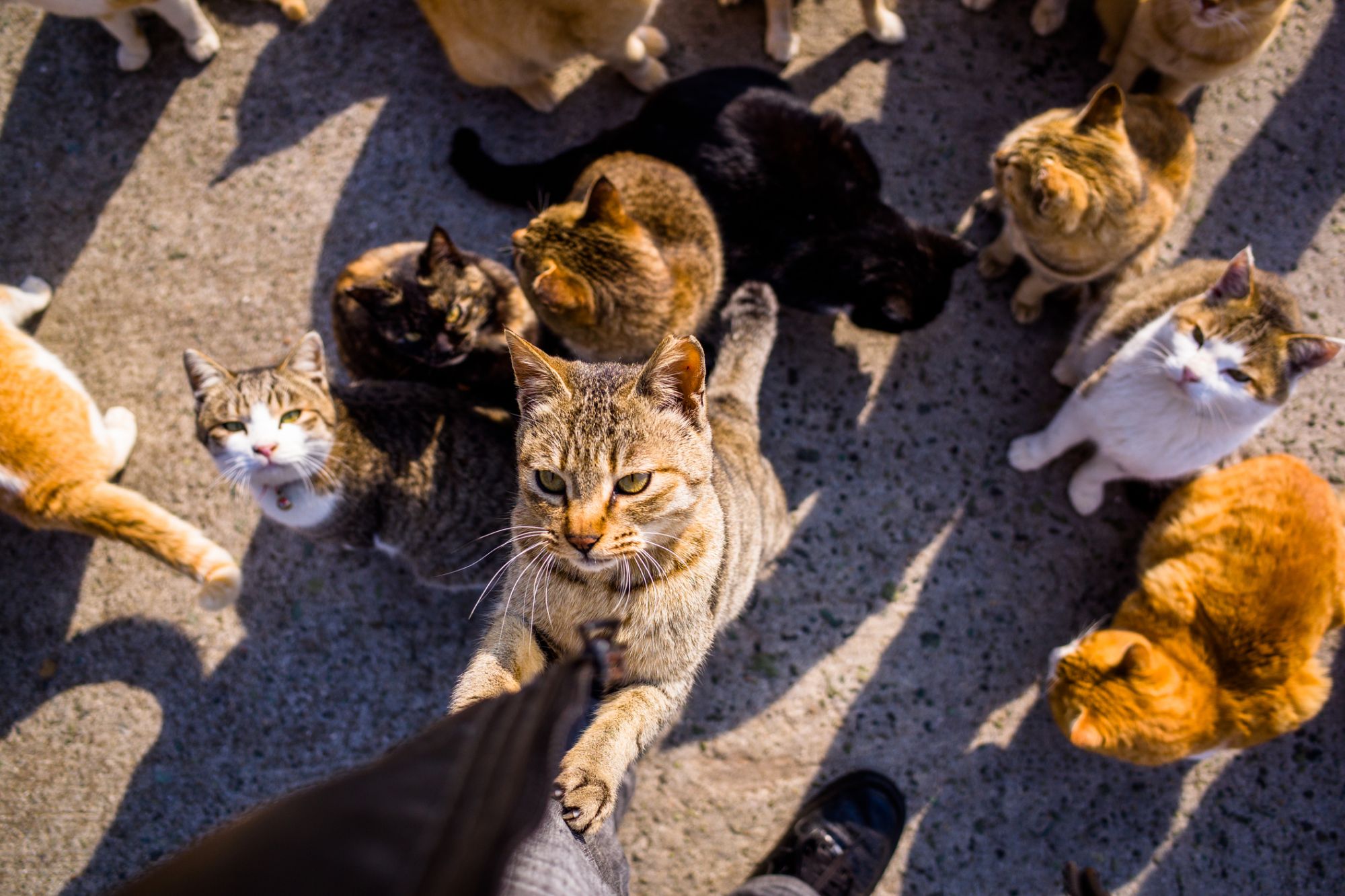 'Don't Try to Herd Cats' -- and 4 Other Leadership Tips for the Gig ...