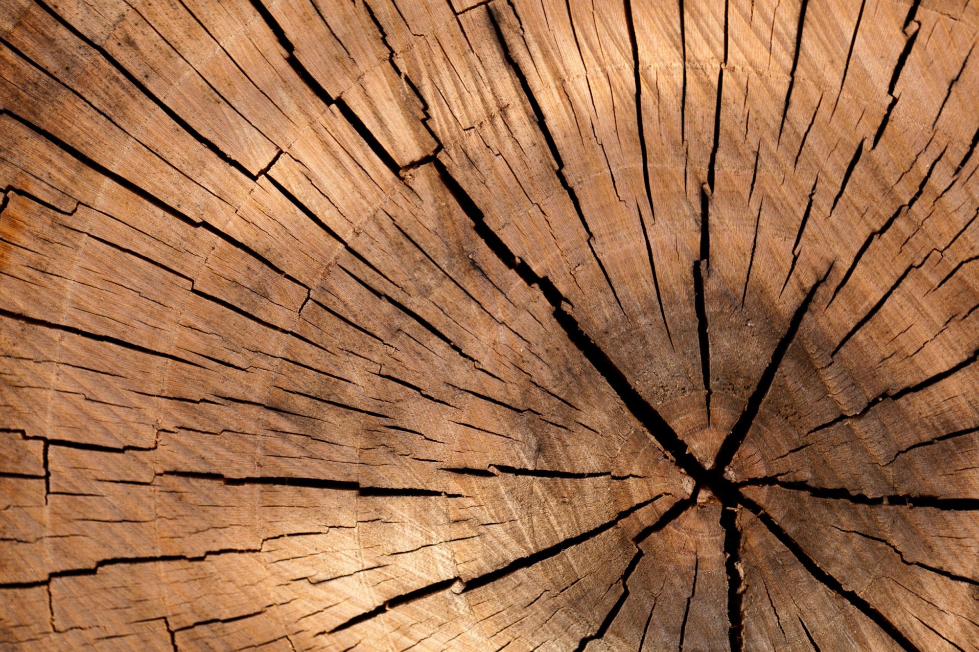 Here's What We Need to do to Thrive in the Wood Business | Entrepreneur