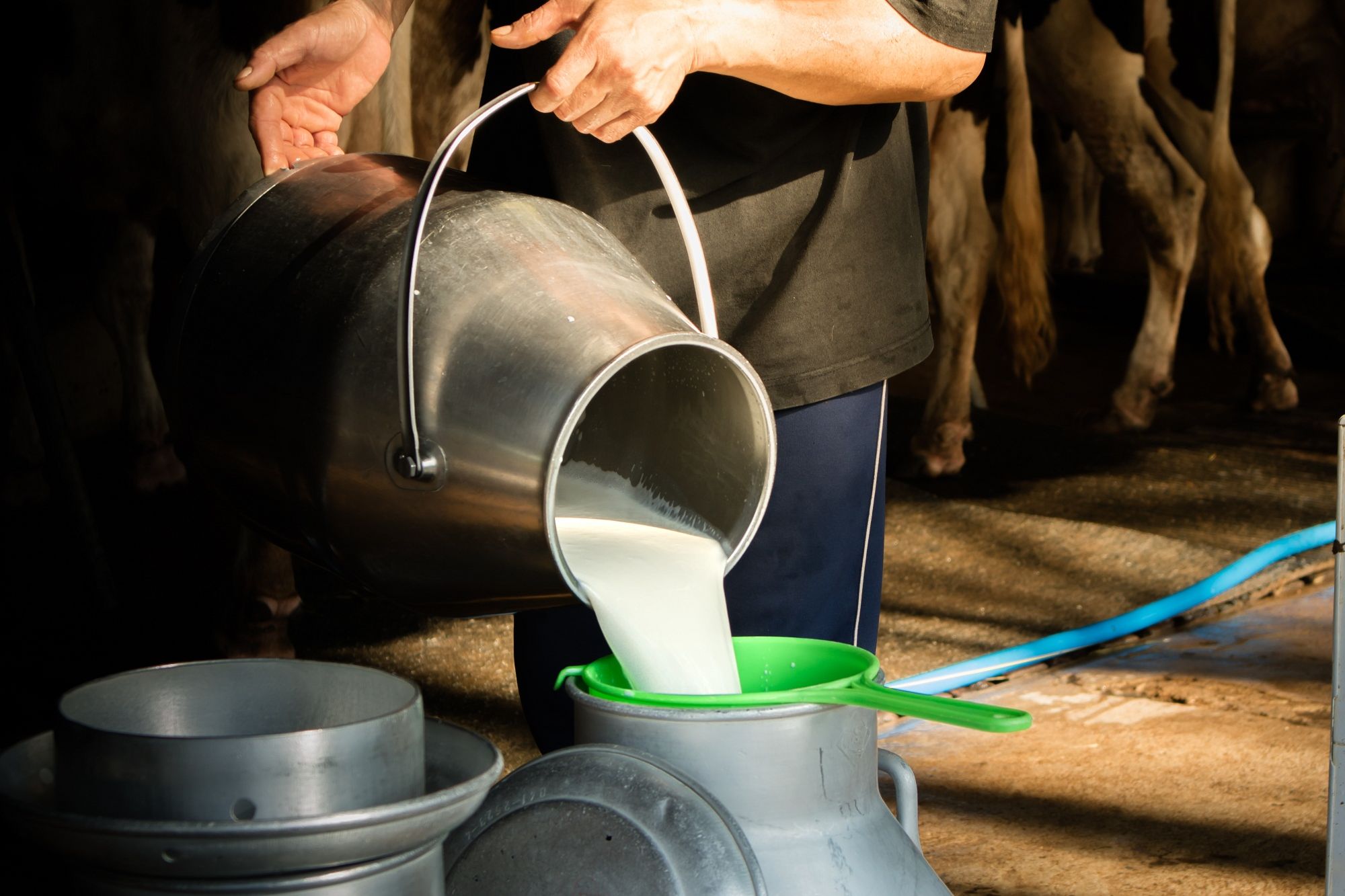 Want To Establish A Milk Processing Unit Here s What You Need To Know
