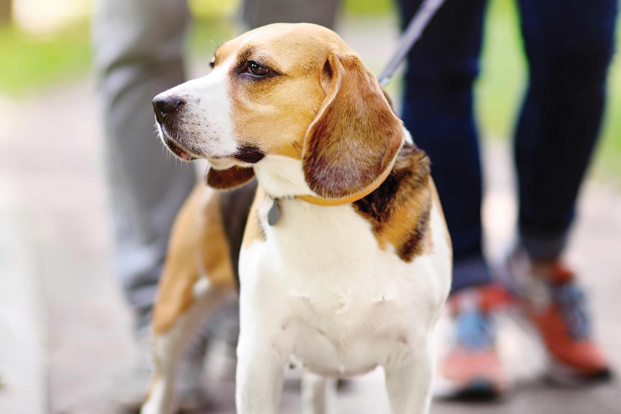 Examples Of Pet Business Ideas Examples Of Pet Business Ideas
