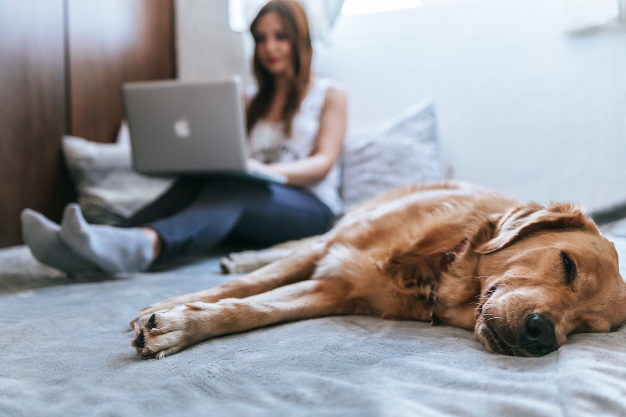 This Streaming Service Helps Keep Your Dog Chill So You Can Focus on ...