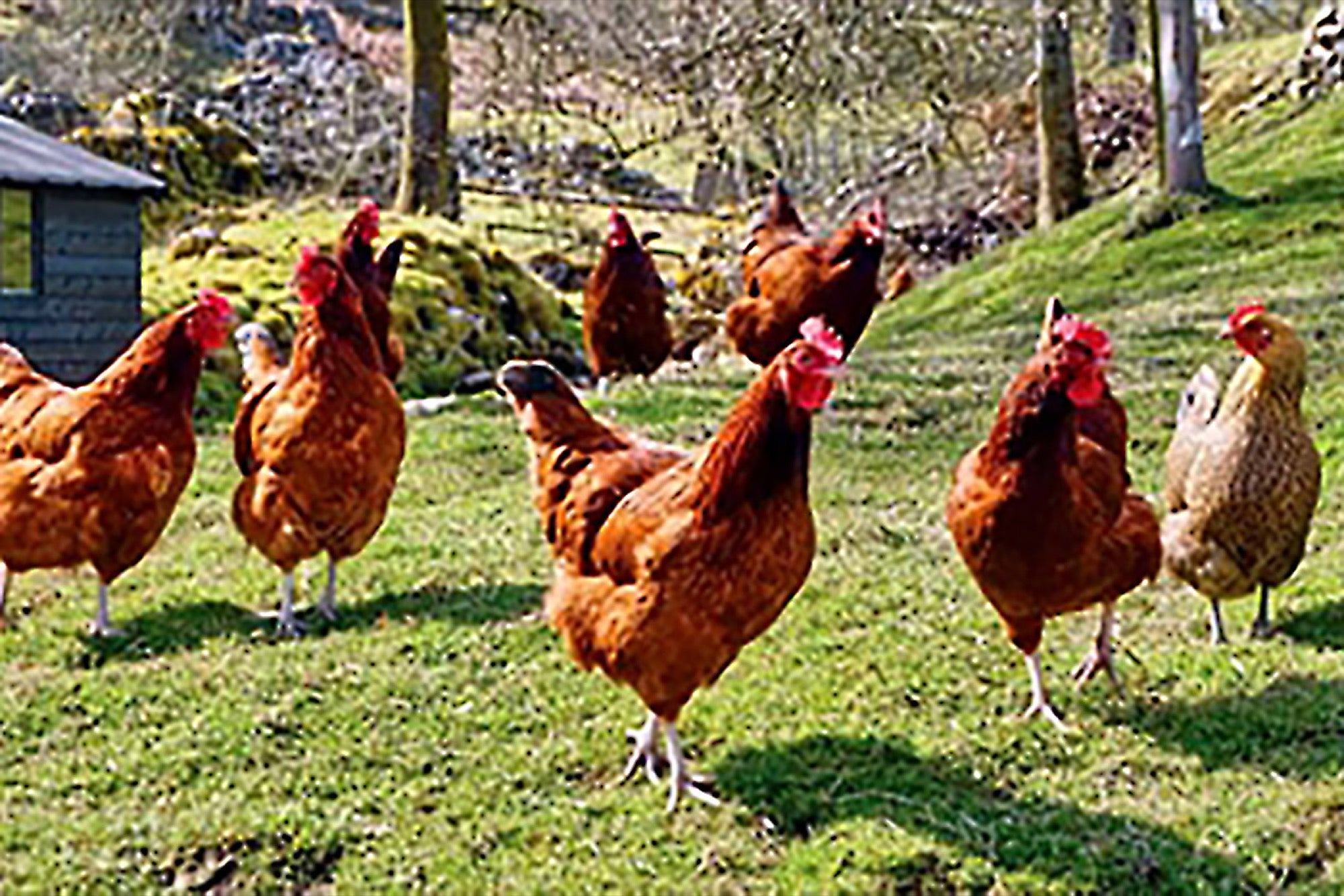 From Chickens to Caskets -- 7 Unique Rental Businesses | Entrepreneur