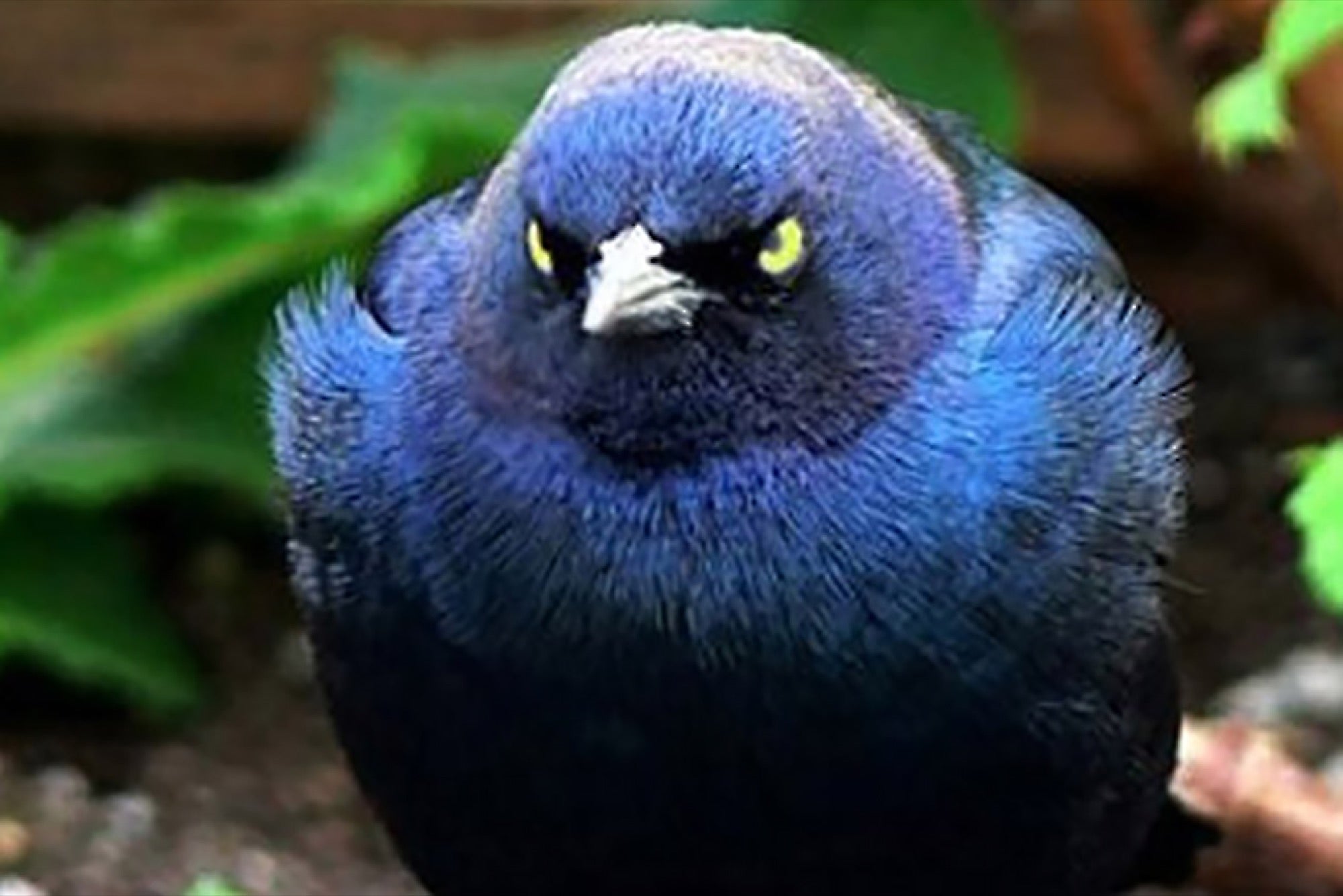 Want to Spread Your Message? An Angry Tweet May Be the Answer ...